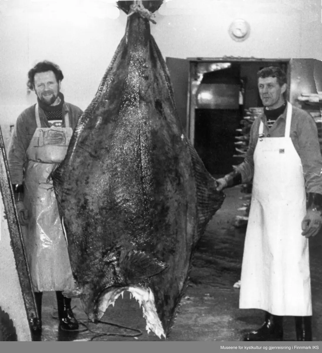 Stor kveite - Museene for kystkultur og gjenreisning i Finnmark IKS ...