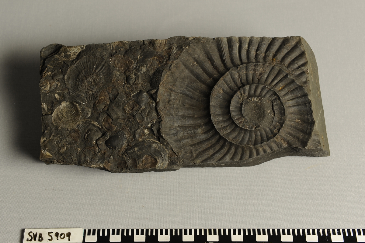 Fossil - Svalbard Museum / DigitaltMuseum